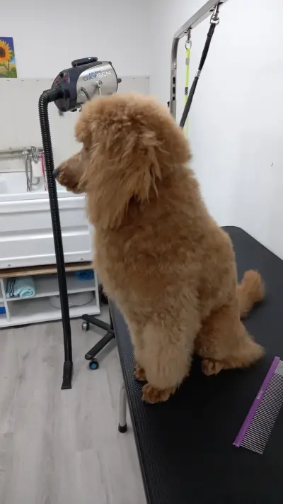 Felix dogs І Рязане на нокти І Почистване на уши и зъбен камък І Къпане ...