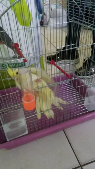 ЗОО Магазин ZOO LUX - Русе | Актуална информация, работно време и контакти